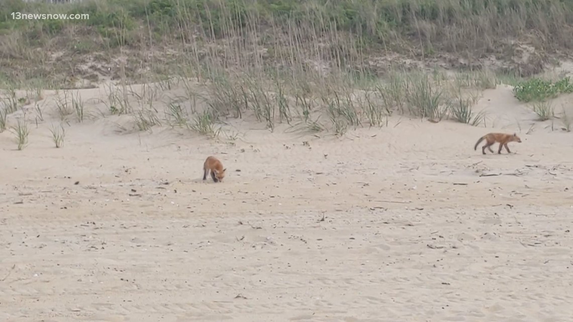 Foxes on the beach? Wildlife expert explains red fox kits at Ocean View ...