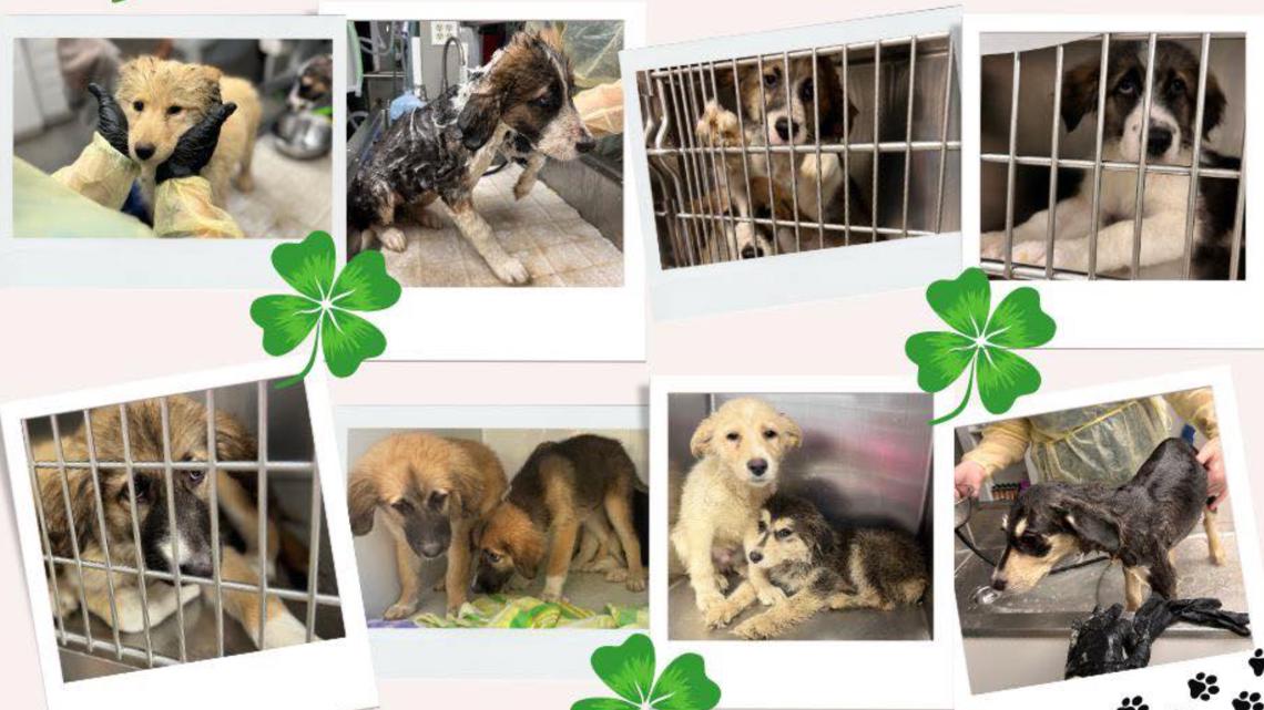 Norfolk SPCA seeks help for 'lucky 13' rescued dogs | 13newsnow.com