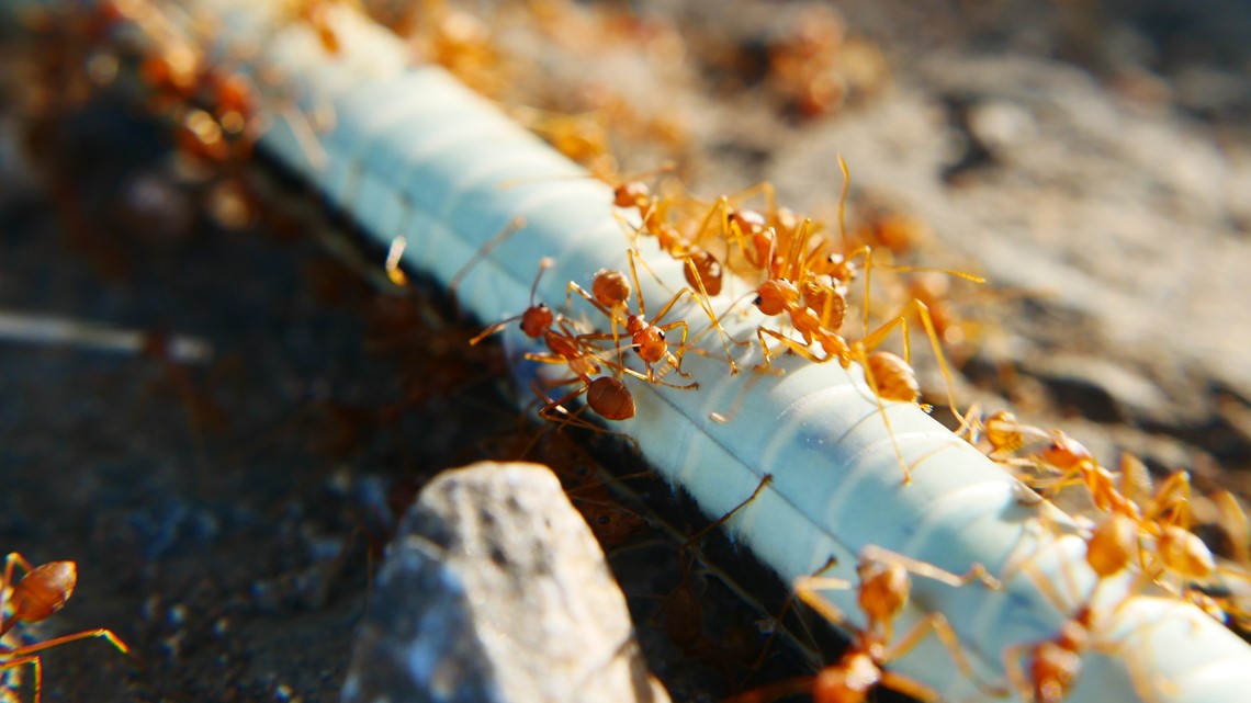 Fire ant quarantine expands further into Virginia | 13newsnow.com