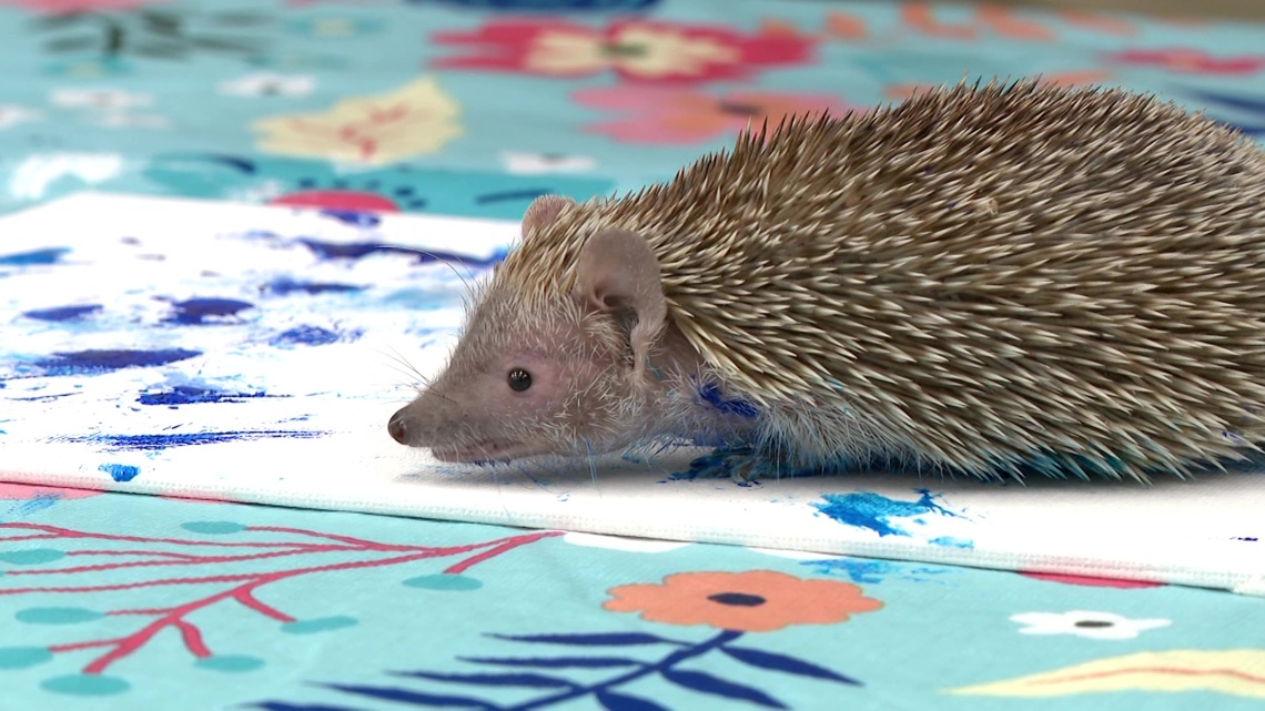 Virginia Aquarium animals create art for fundraiser | 13newsnow.com