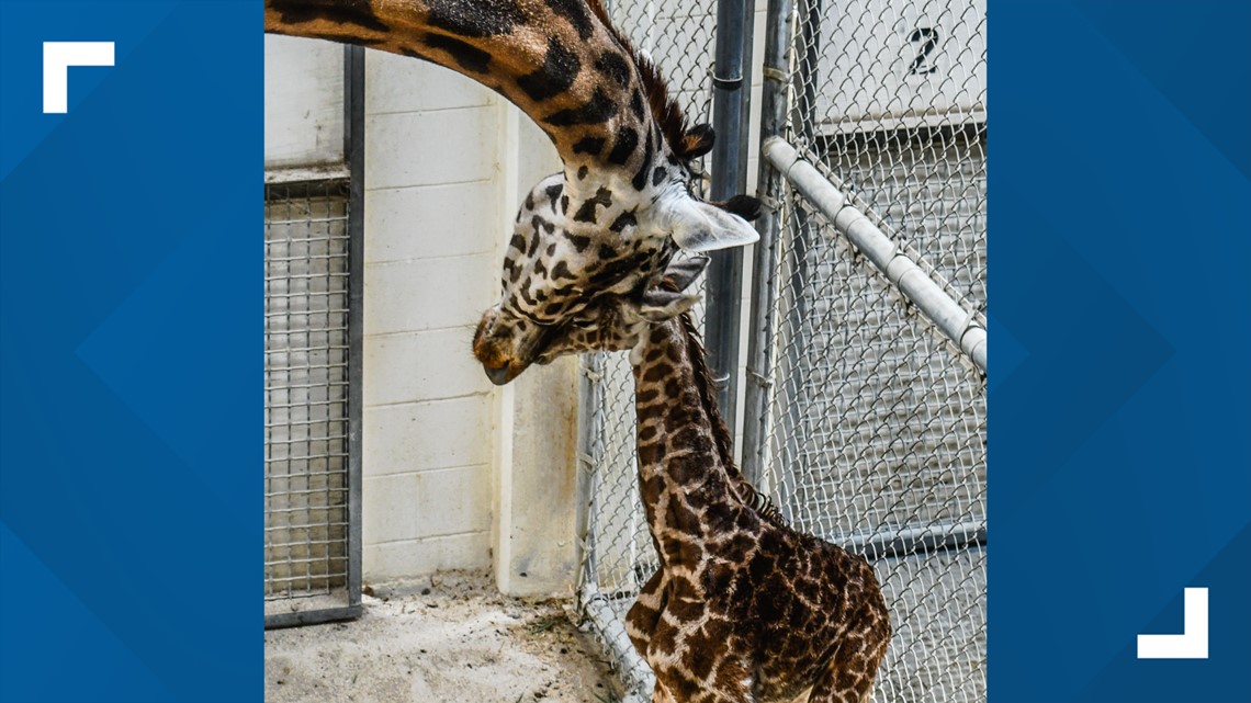 Virginia Zoo welcomes baby giraffe! | 13newsnow.com