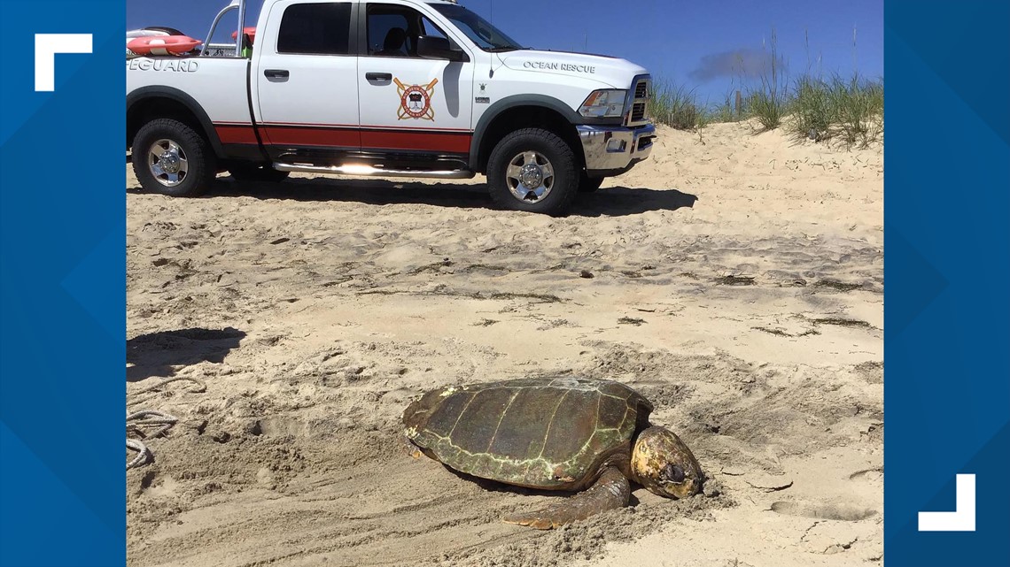 Dead loggerhead sea turtle washes ashore in Kill Devil Hills ...