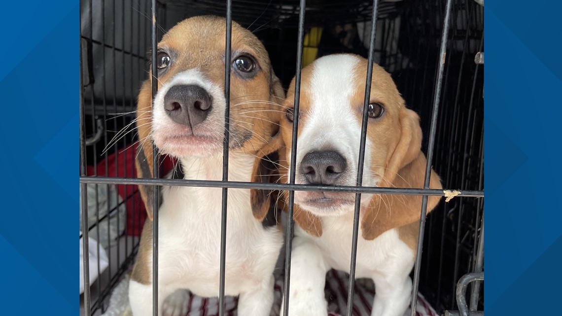Rescued Envigo beagles go up for adoption at Peninsula SPCA | 13newsnow.com
