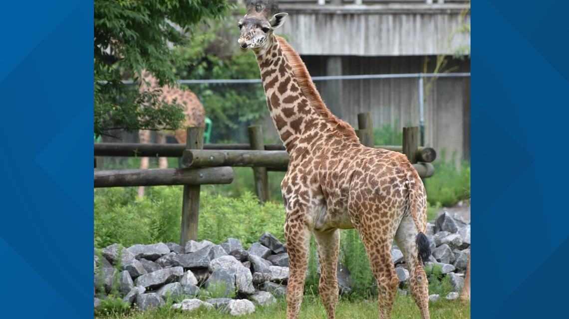 Norfolk leaders direct profits from giraffe sale to Virginia Zoo ...