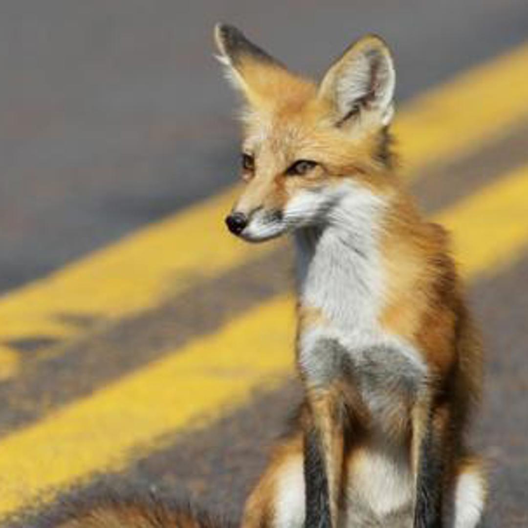 Fox tests positive for rabies in Suffolk, health officials warn ...