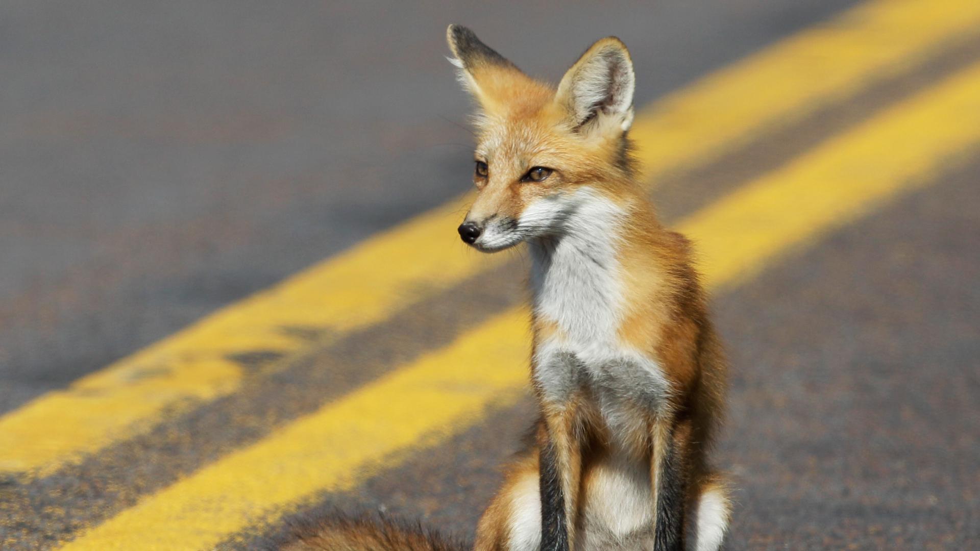 Fox tests positive for rabies in Suffolk, health officials warn ...