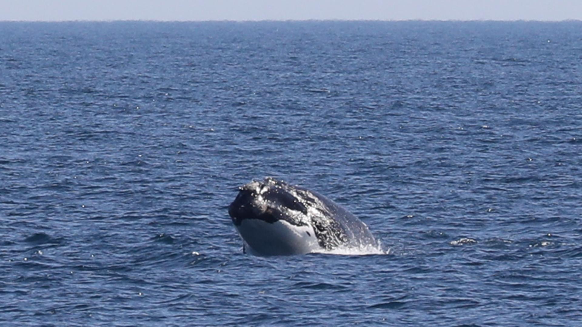 North Atlantic right whale spotted off Virginia's coast | 13newsnow.com