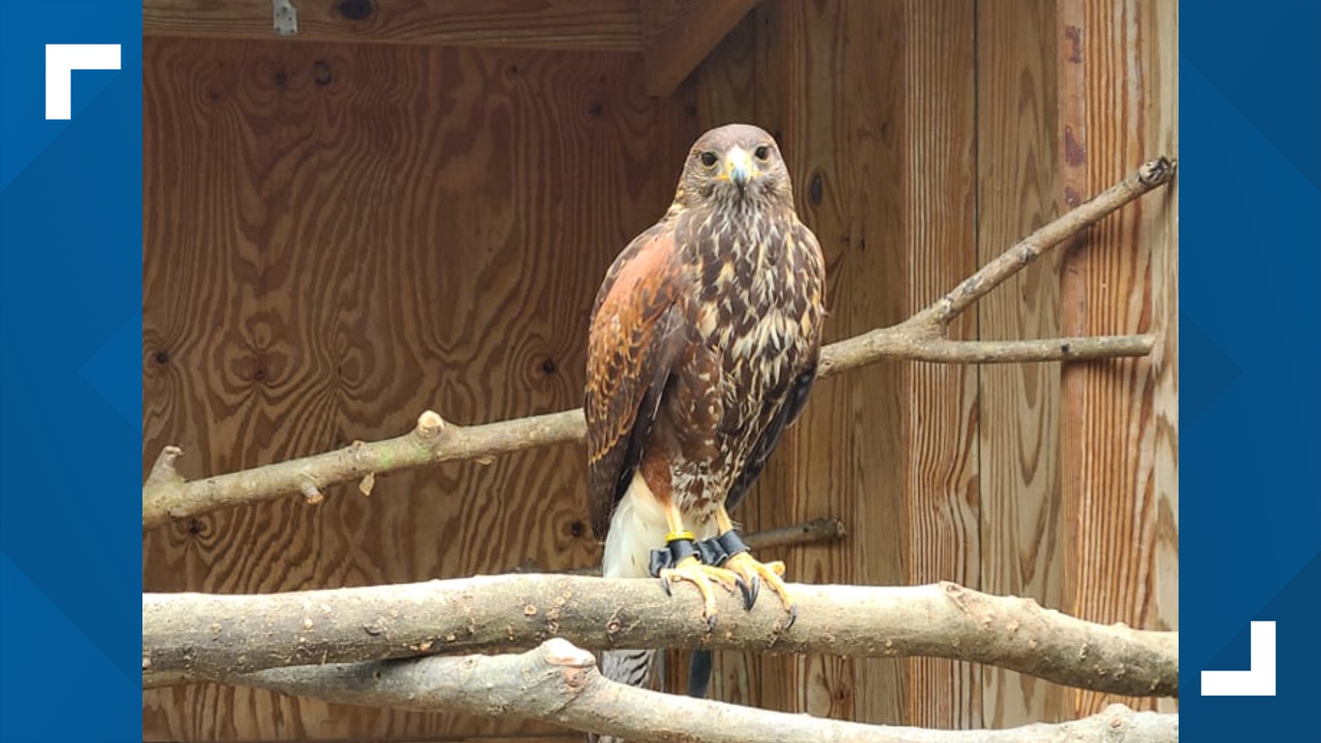 "Tony Hawk" moves into the Virginia Zoo | 13newsnow.com