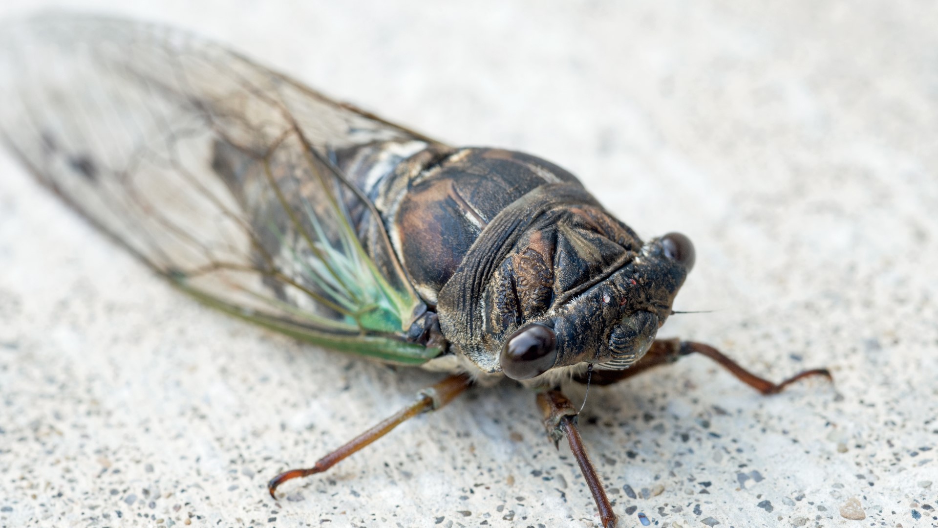 When are cicadas coming to Virginia in 2024? | 13newsnow.com
