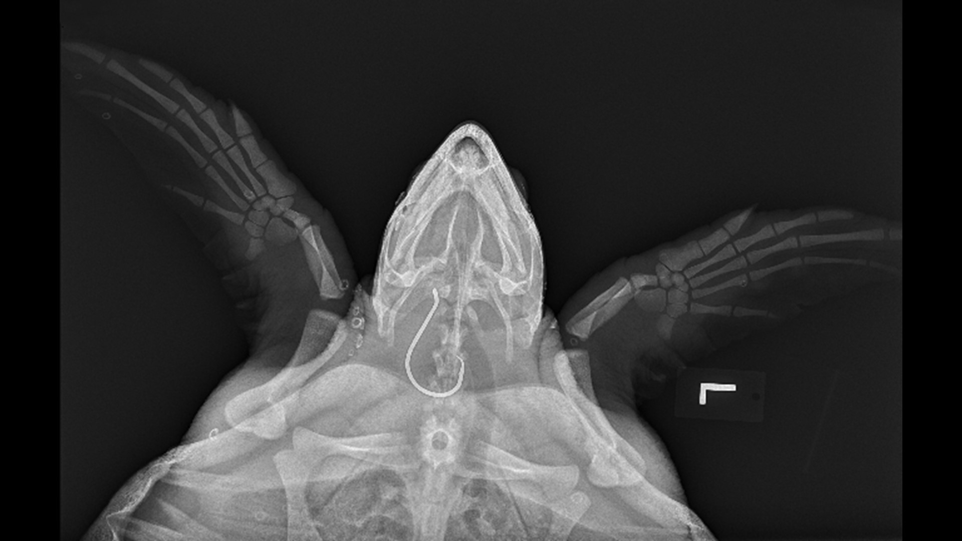 Virginia Aquarium responds to 58 hooked sea turtles | 13newsnow.com