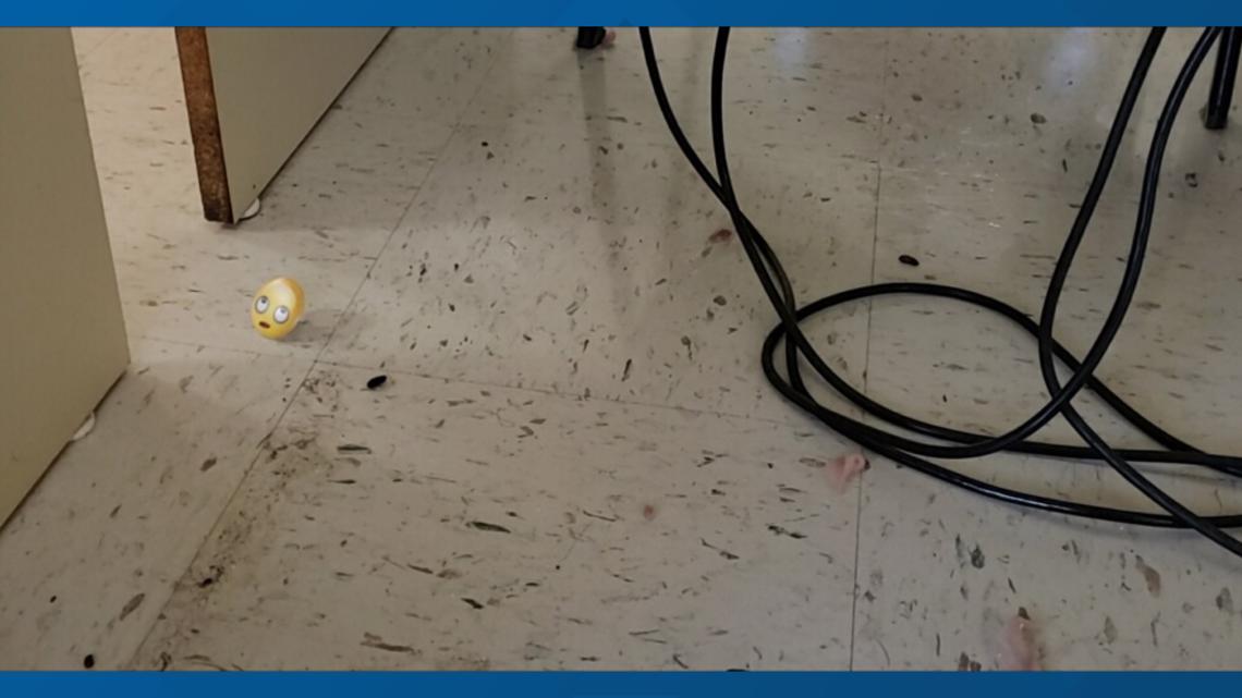 Rodents, poop found throughout elementary school in Norfolk | 13newsnow.com