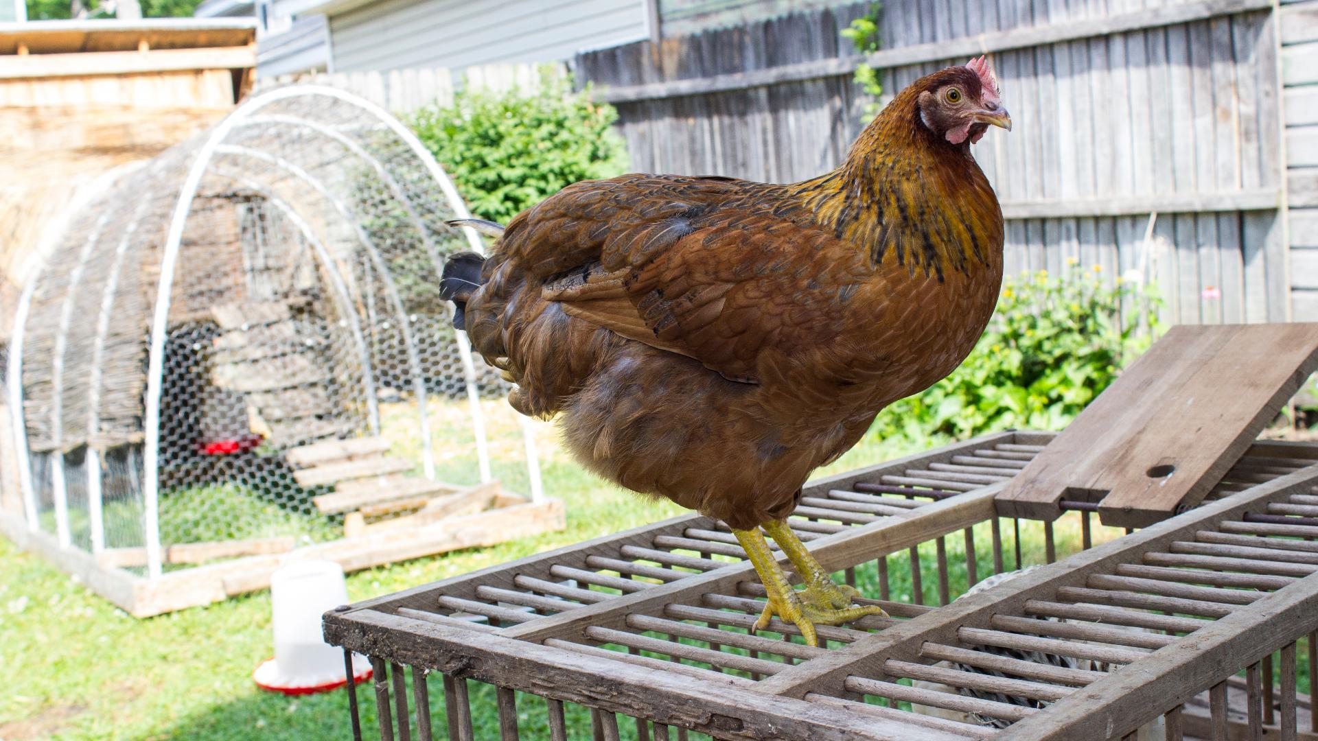 Keeping backyard chickens in Hampton Roads: What you need to know ...