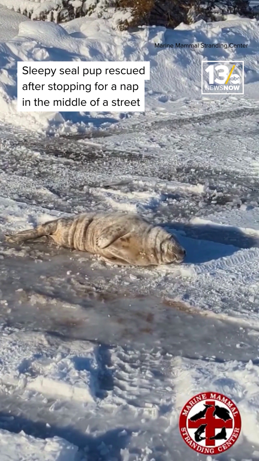 Sleepy seal pup rescued after taking nap in the middle of a street ...
