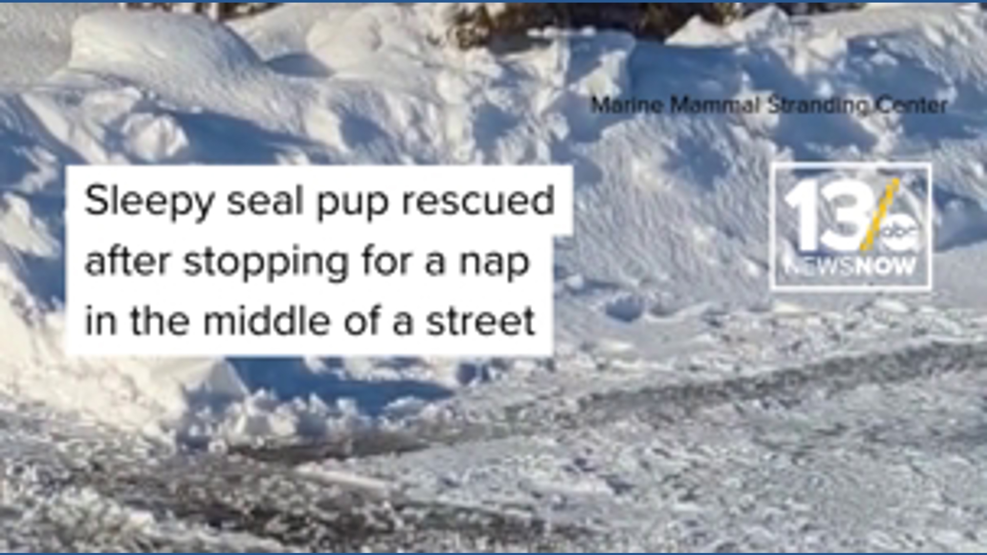 Sleepy seal pup rescued after taking nap in the middle of a street ...