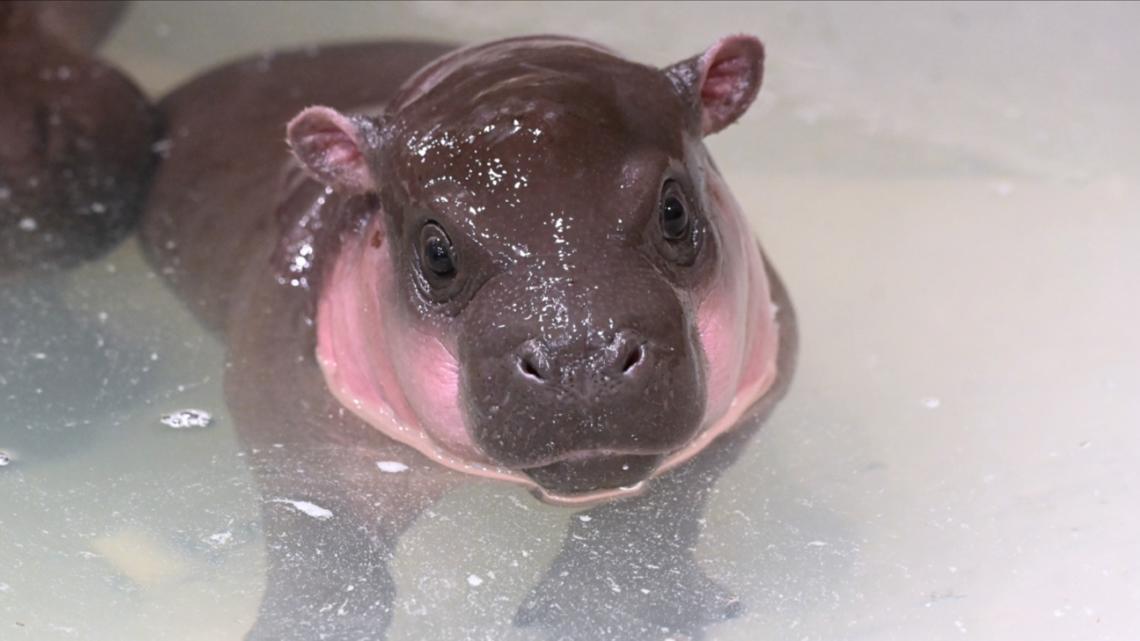 Poppy the baby pygmy hippo can be watched live from Virginia zoo | 13newsnow.com