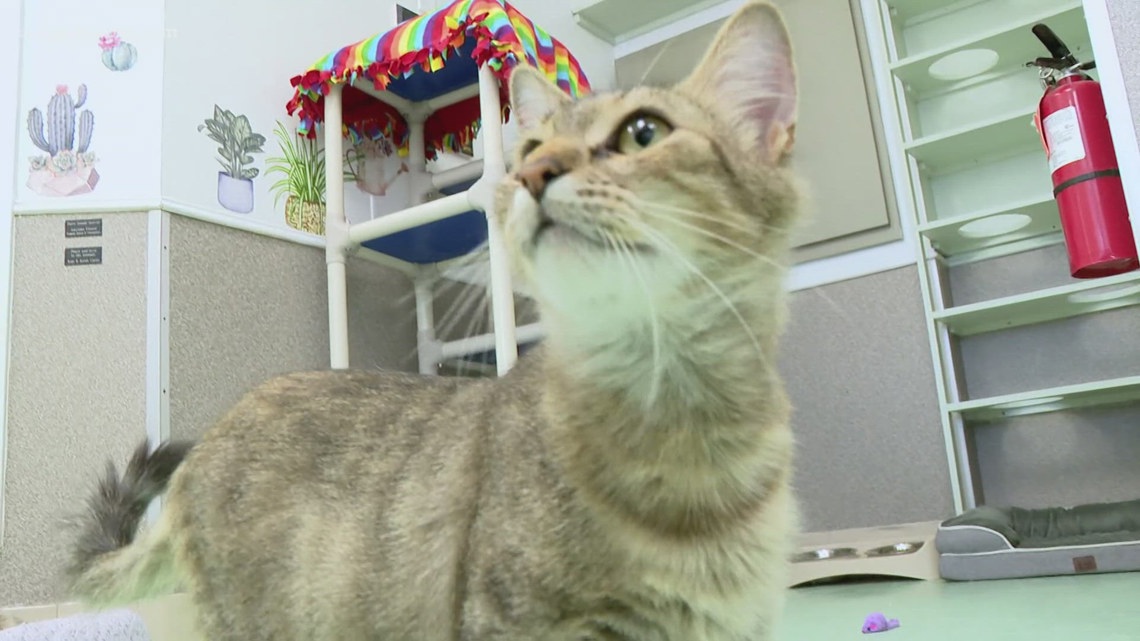 Hope For Life Rescue takes in NC cats as shelter closes | 13newsnow.com