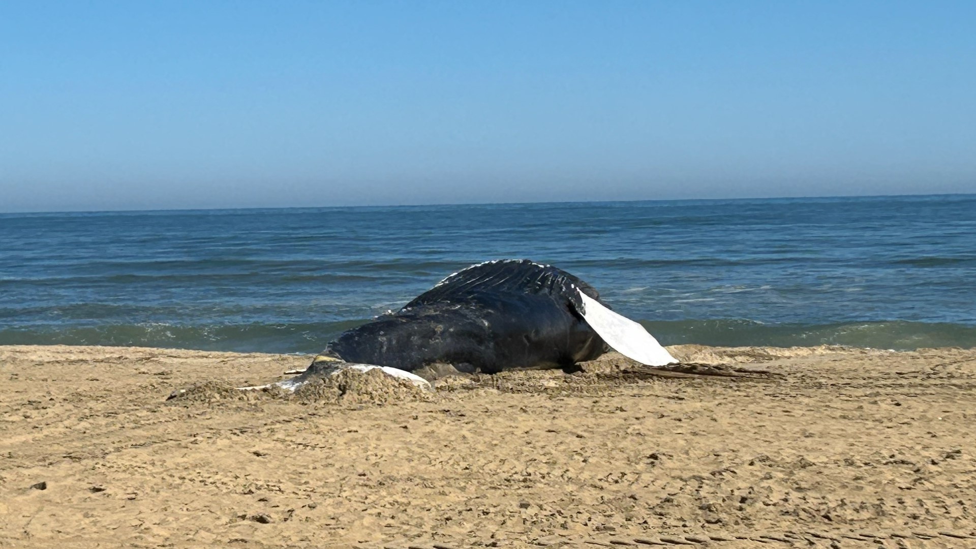 Whale found at Virginia Beach's Oceanfront | 13newsnow.com
