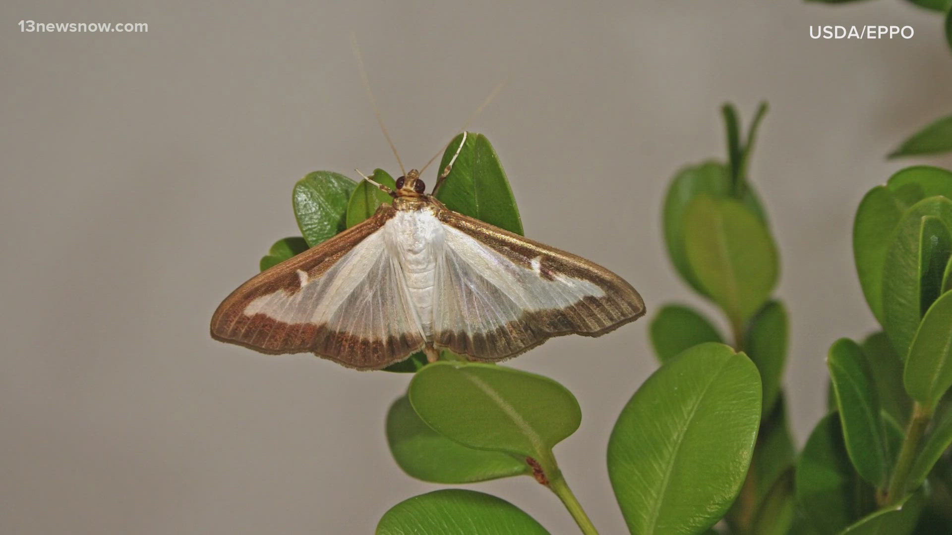 Virginia detects first box tree moth presence | 13newsnow.com