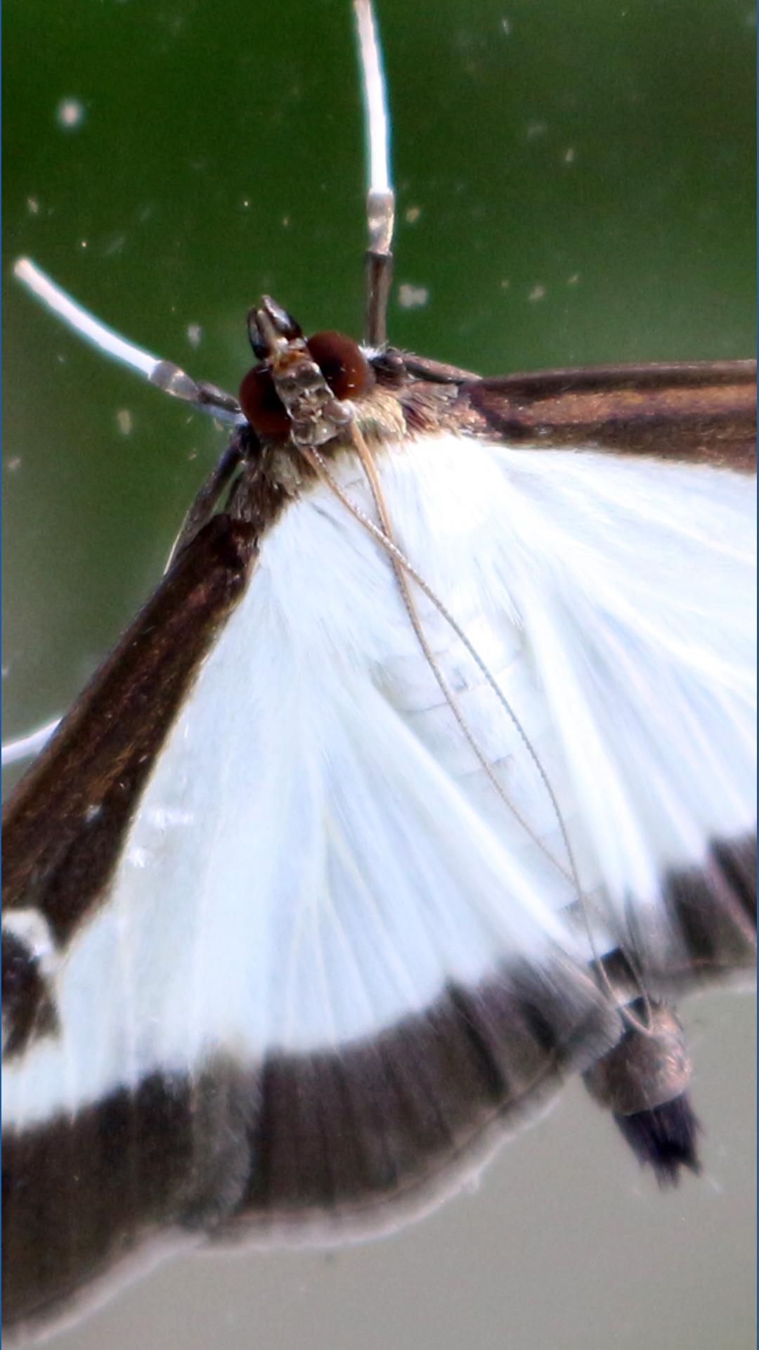 Virginia detects first box tree moth presence | 13newsnow.com