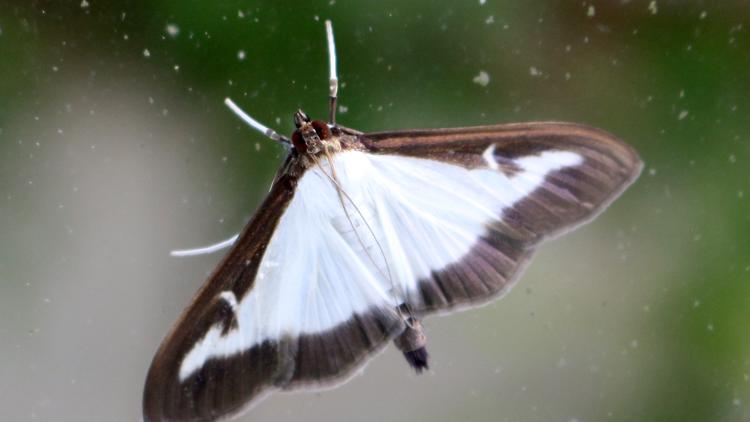 Virginia detects first box tree moth presence | 13newsnow.com