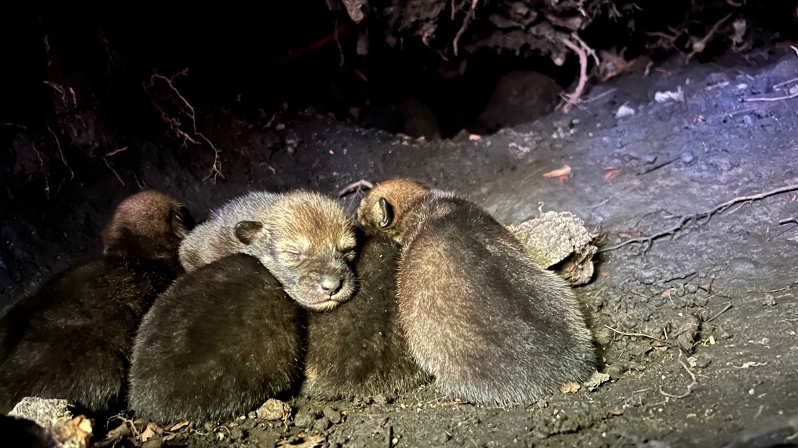 5 red wolf pups born in coastal North Carolina | 13newsnow.com