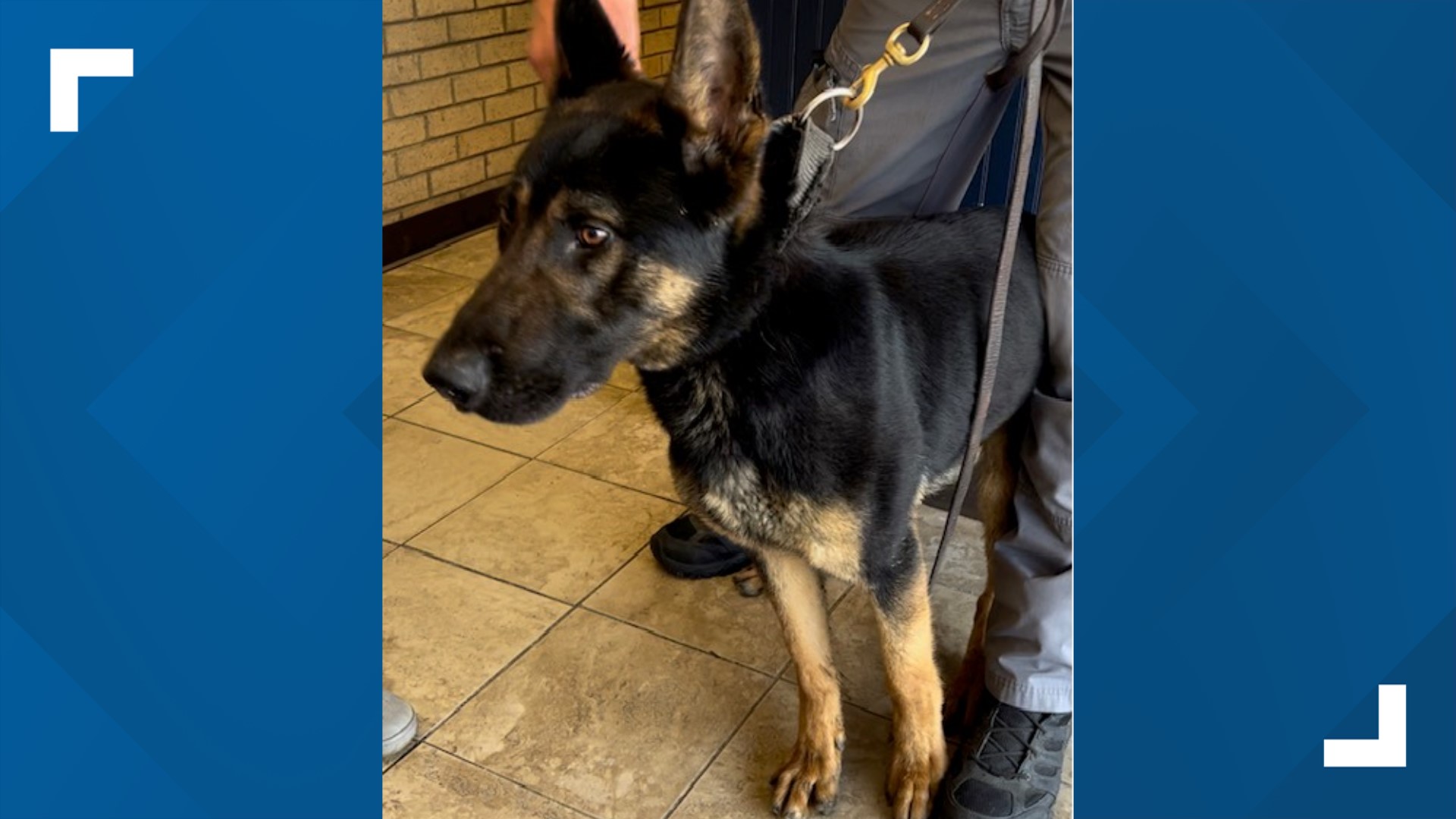 York-Poquoson Sheriff's Office names K9 dog Nitro | 13newsnow.com