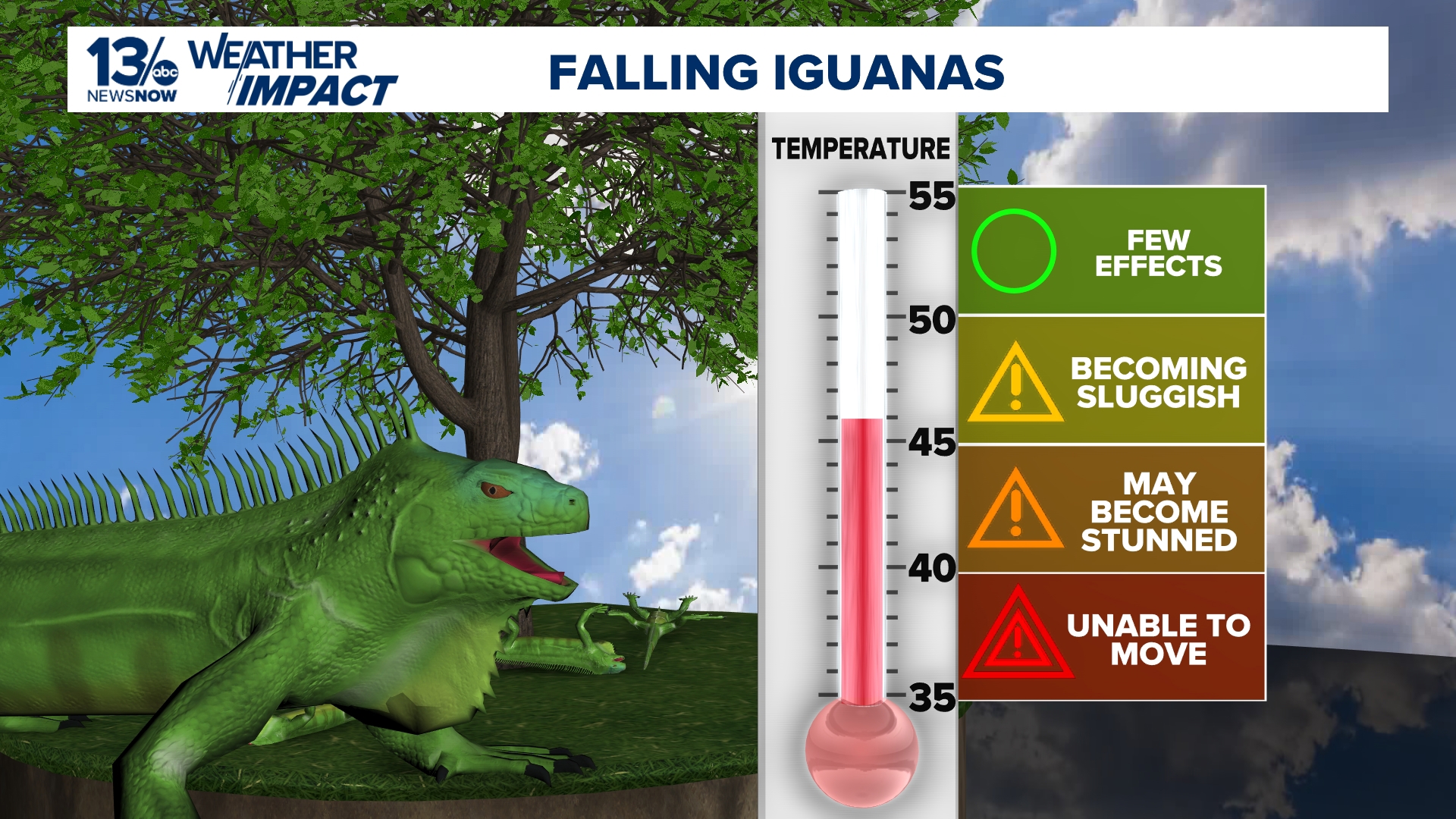 Falling iguanas during cold snaps: a chilling survival mechanism ...