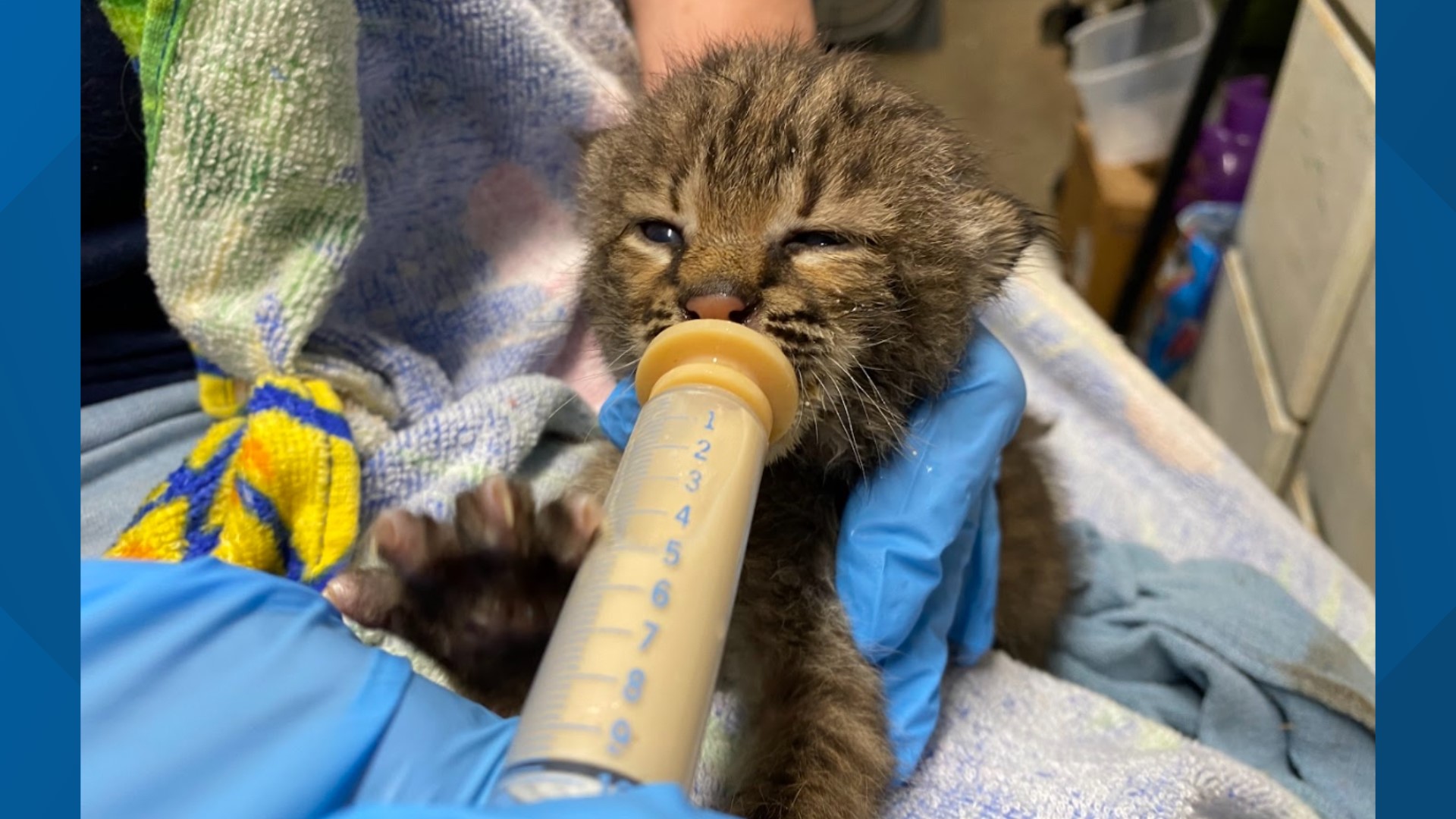 Bobcat kittens rescued by Southwest Virginia Wildlife Center ...