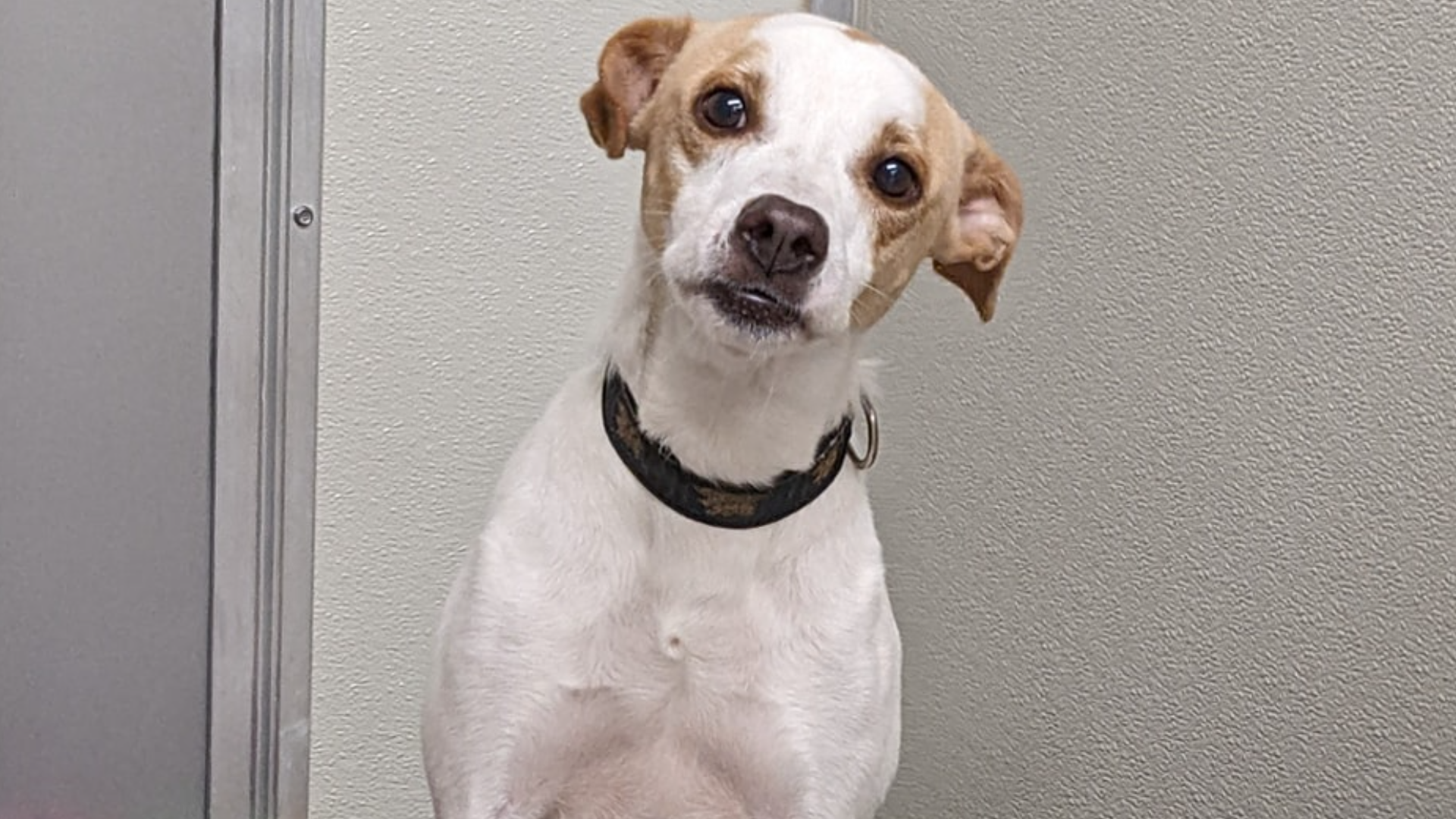Norfolk SPCA prepares to celebrate 130th anniversary | 13newsnow.com