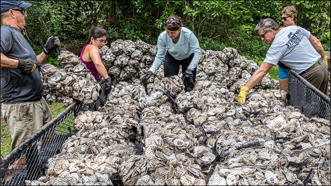 'Living shoreline' of oyster shells, marsh grasses to be built ...