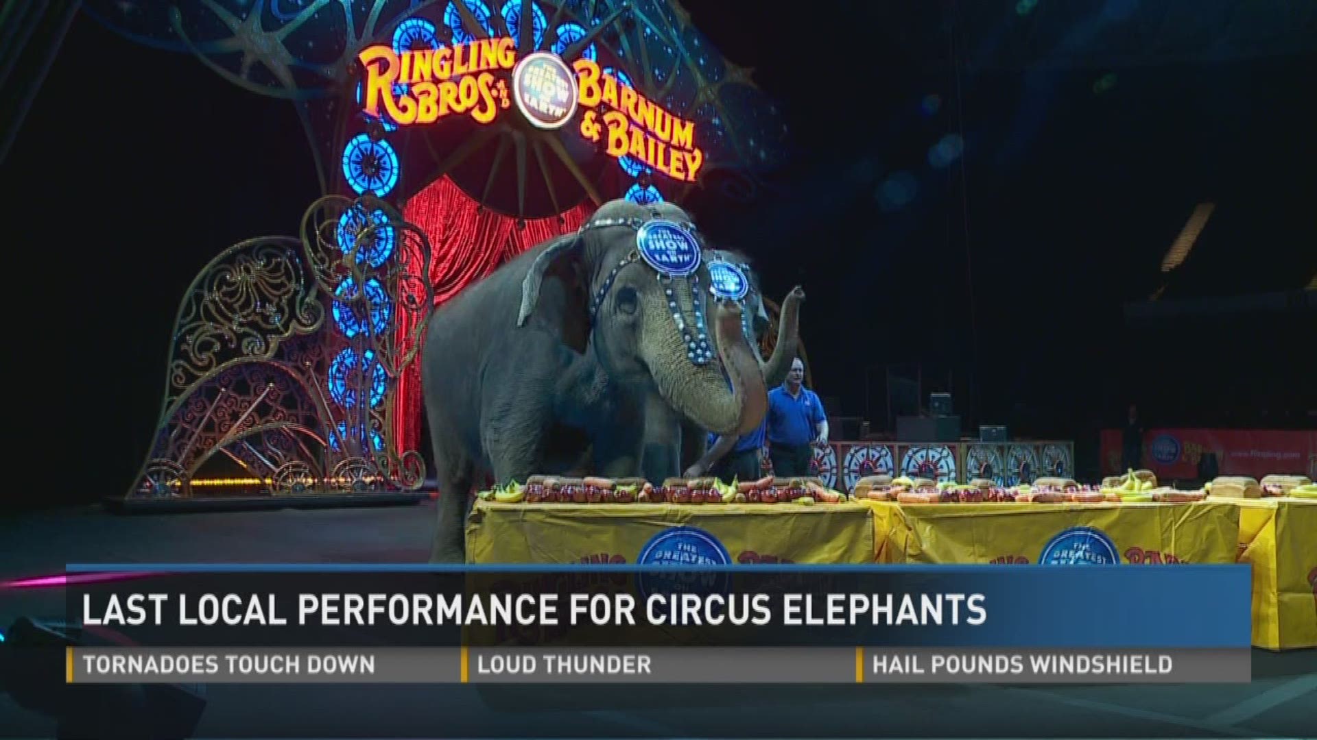 Circus Elephants