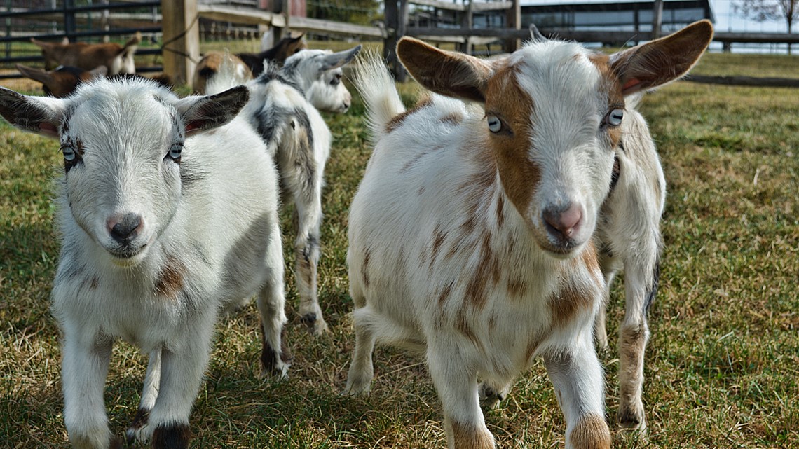Virginia Beach brewery hosts goat yoga | 13newsnow.com