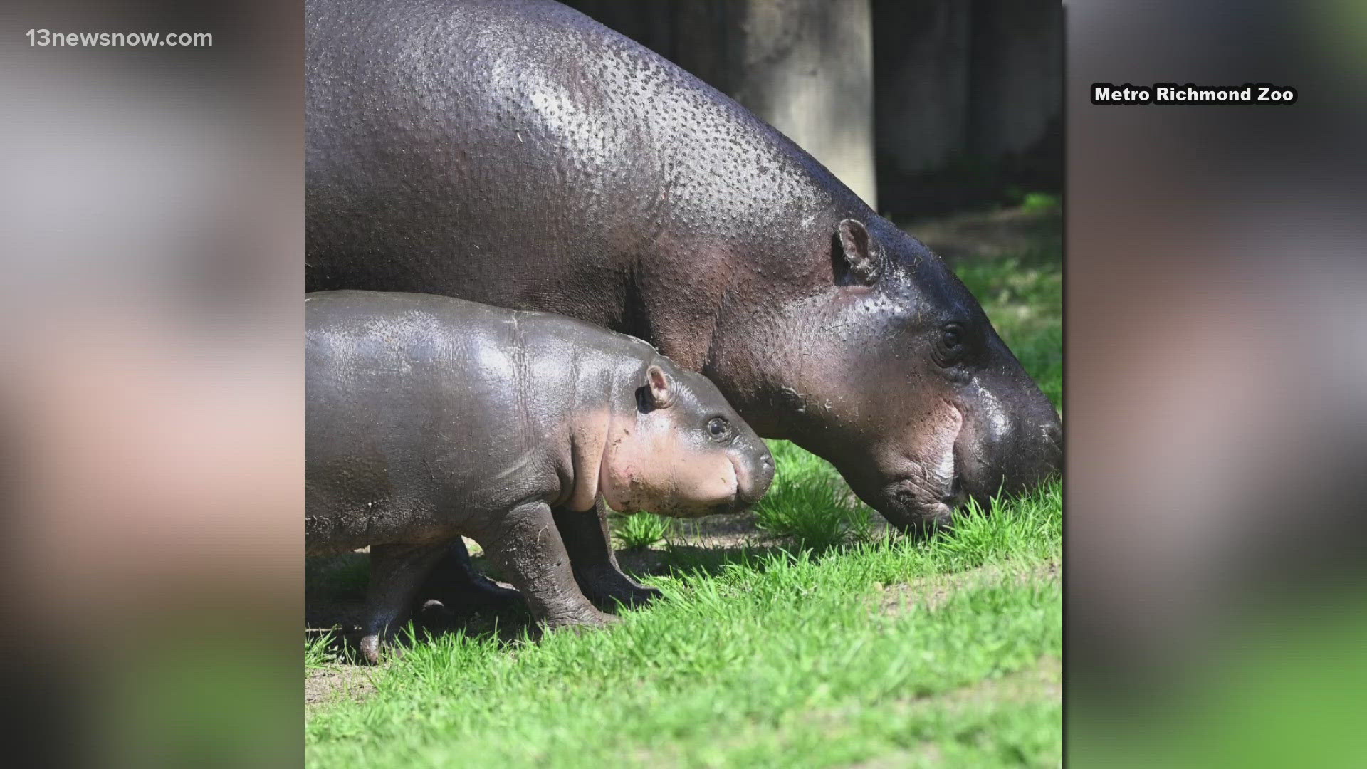 Poppy the pigmy hippo makes her outdoor debut | 13newsnow.com