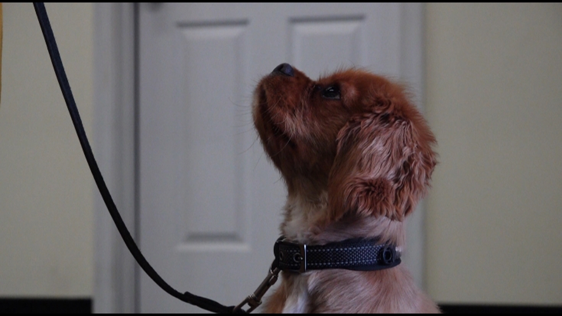 Rudy the Mold-Sniffing Dog Aids Virginians with Allergies | 13newsnow.com