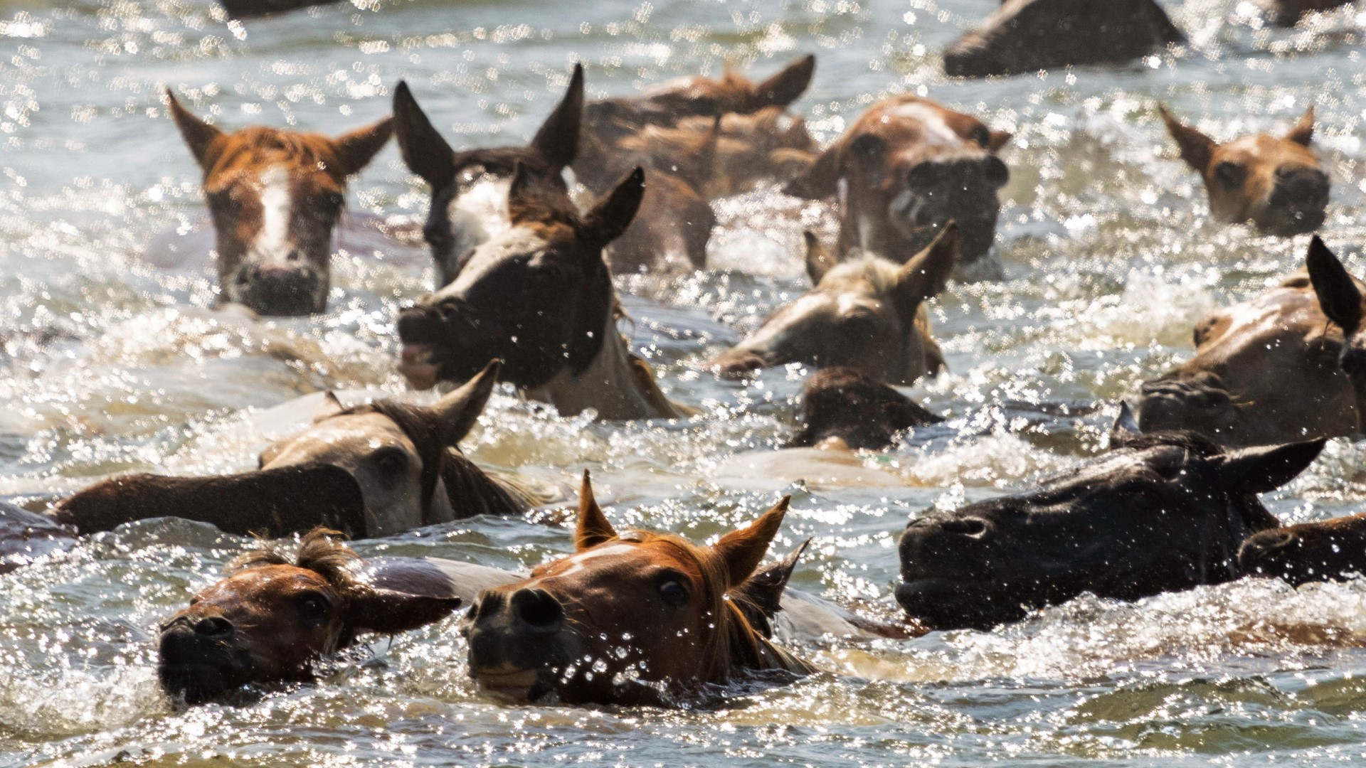 A look back at the history of Chincoteague Pony Swims | 13newsnow.com