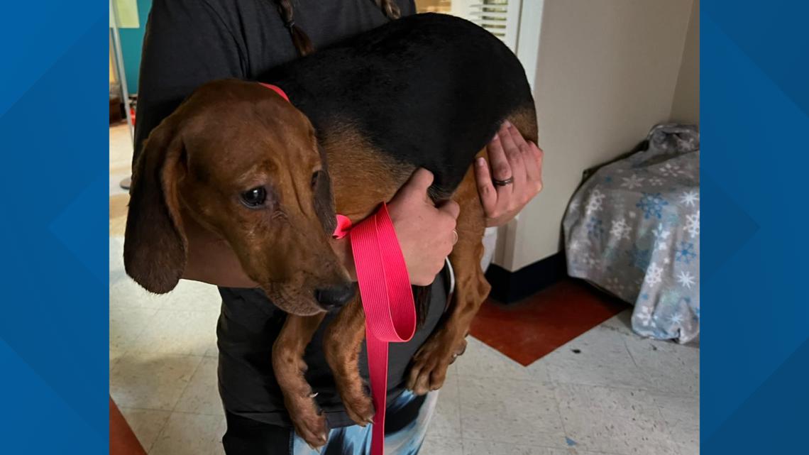 Over 70 dogs rescued from neglect at Elizabeth City home | 13newsnow.com