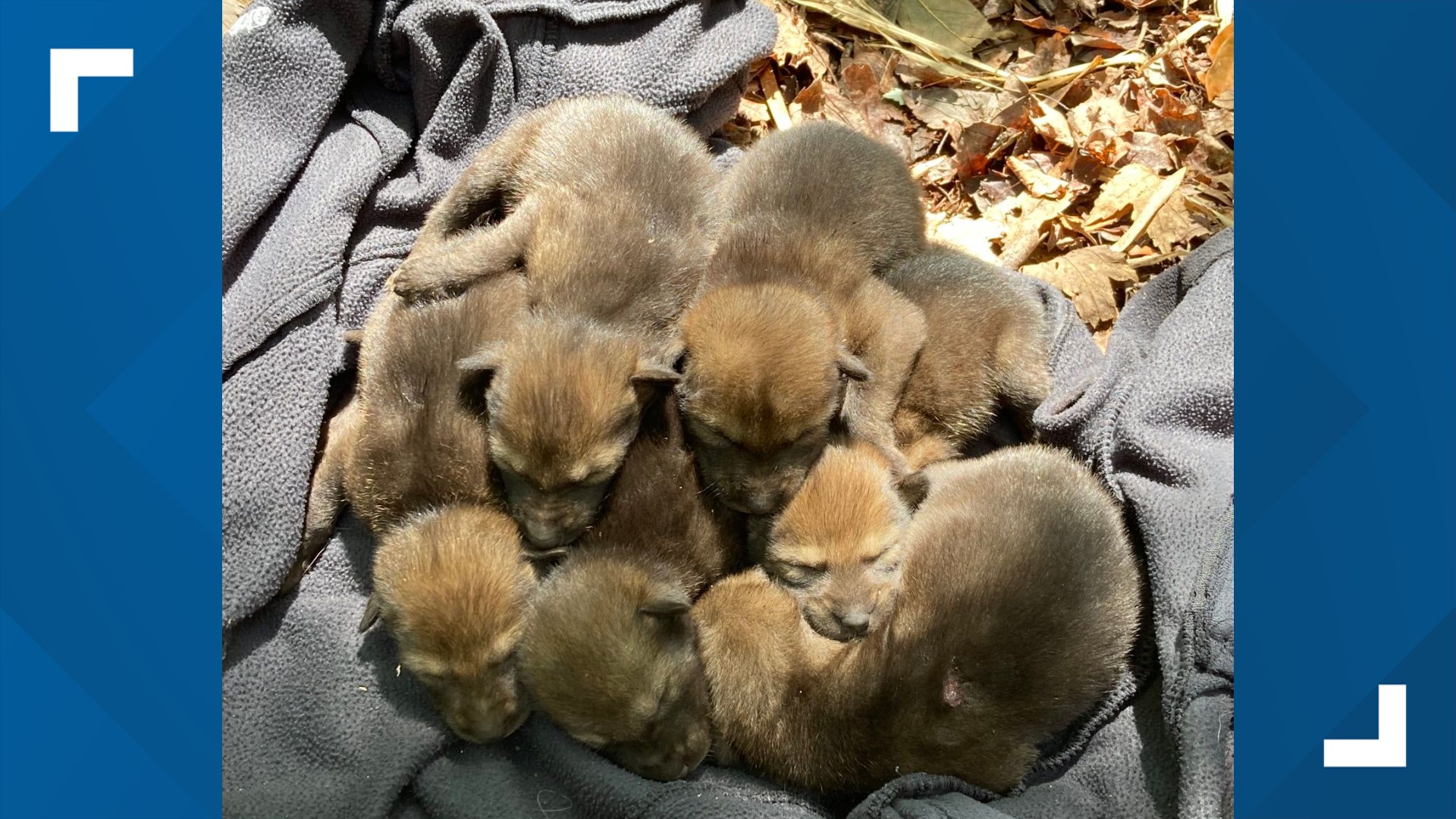 6 endangered red wolf pups born in North Carolina | 13newsnow.com