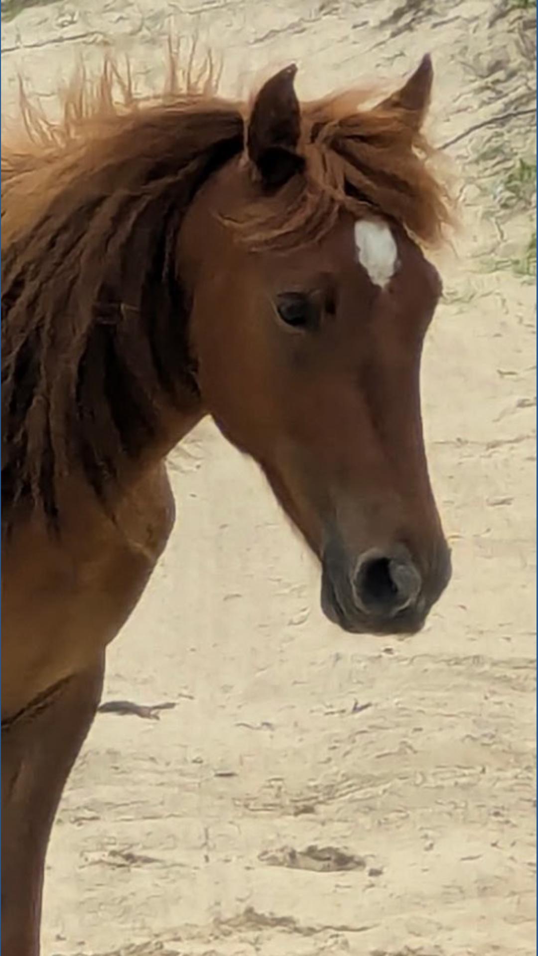 Corolla wild stallion Donner dies from fighting injuries | 13newsnow.com