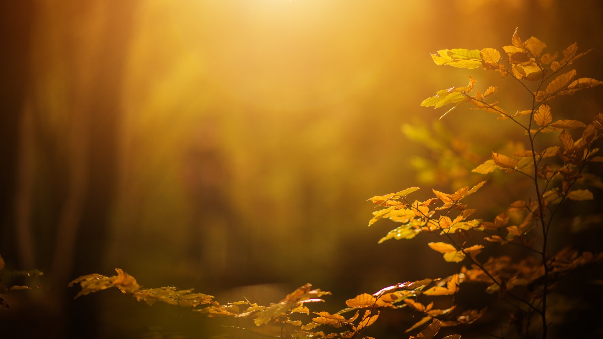 Fall foliage map 2023: When Virginia's leaves will peak | 13newsnow.com