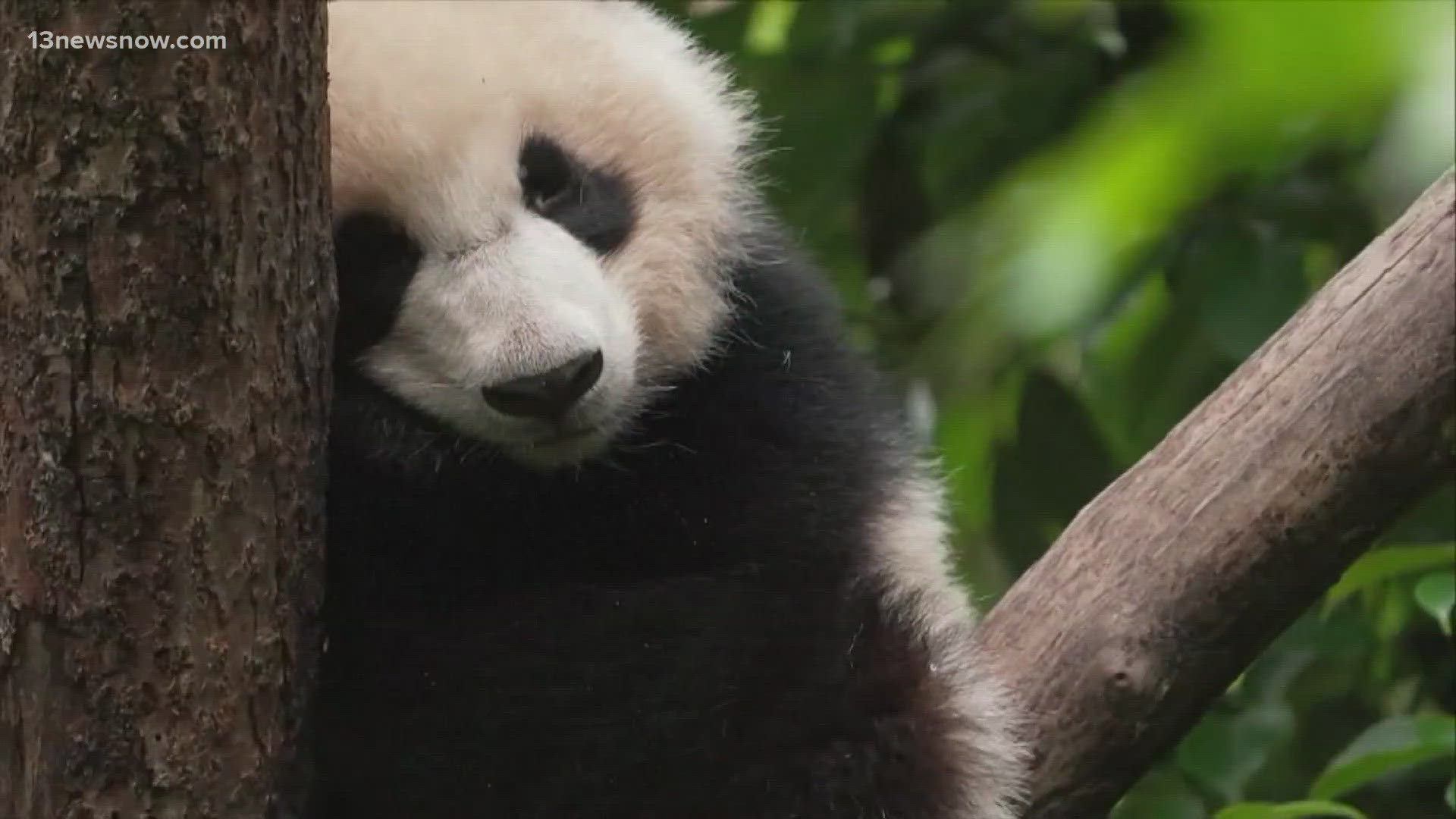 Panda Diplomacy set to resume between US, China | 13newsnow.com