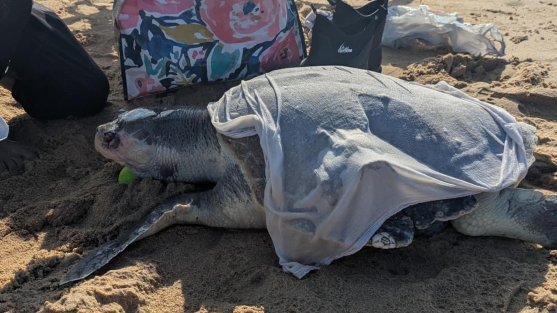Kemp's ridley sea turtles wash ashore in Ocean View | 13newsnow.com
