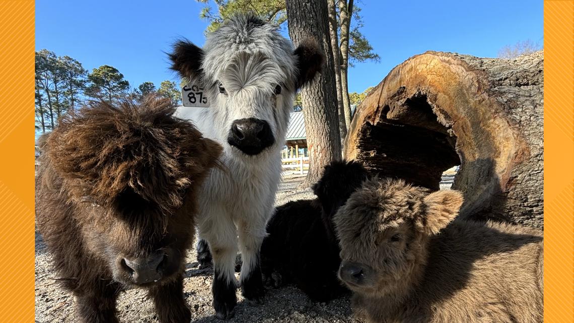 Experience mini-Highland cow cuddles and bottle feeding in Virginia ...