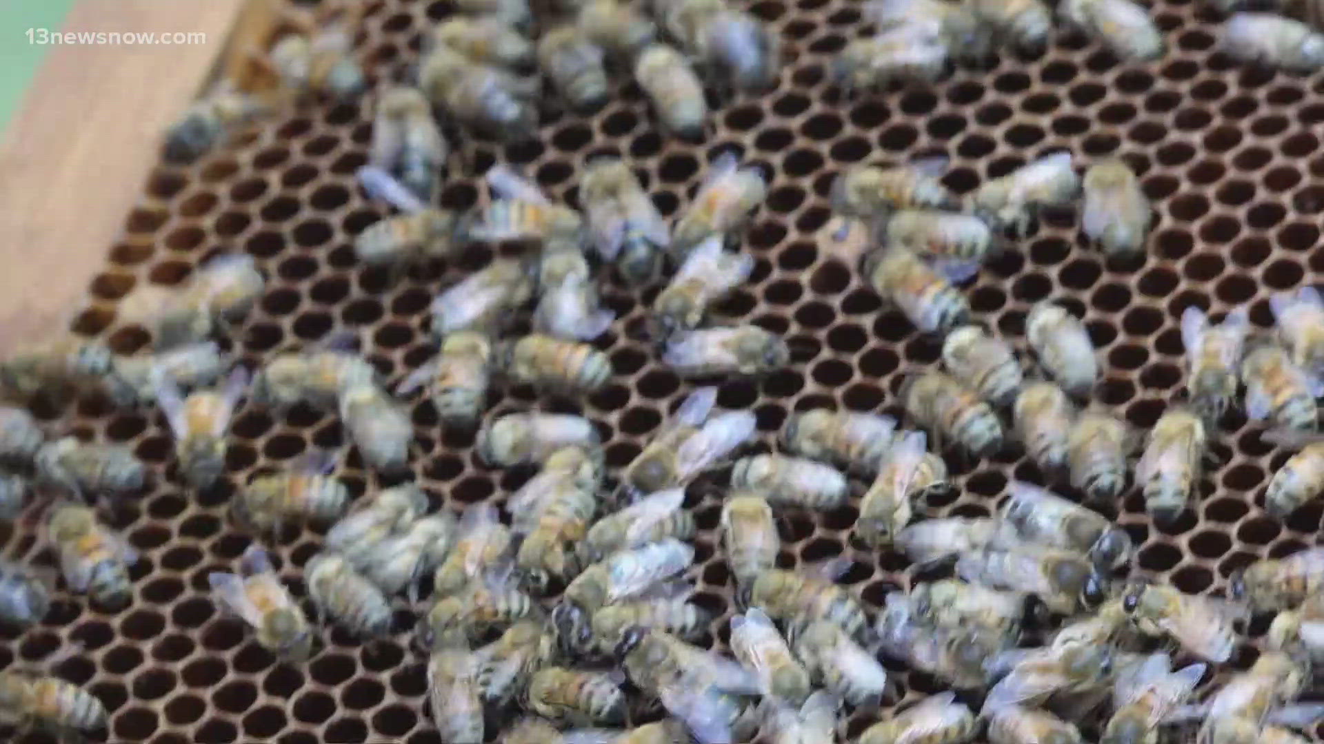 Virginia beekeepers work to protect essential pollinators | 13newsnow.com