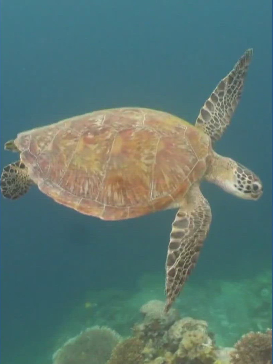 Virginia Aquarium announces new aquatic veterinary internship program ...