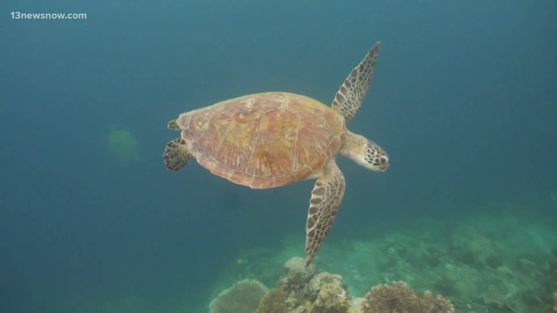 Peak sea turtle nesting season hits Virginia beaches: What you should ...