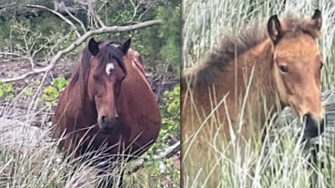 Wild horses living in complete isolation spotted in Carova OBX ...