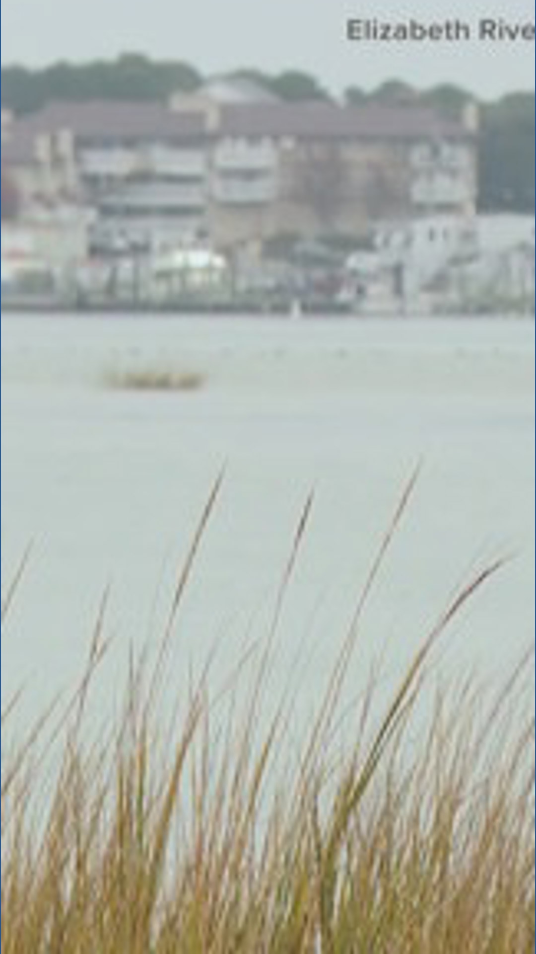 Once 'essentially deemed dead', Elizabeth River's recovery continues as ...