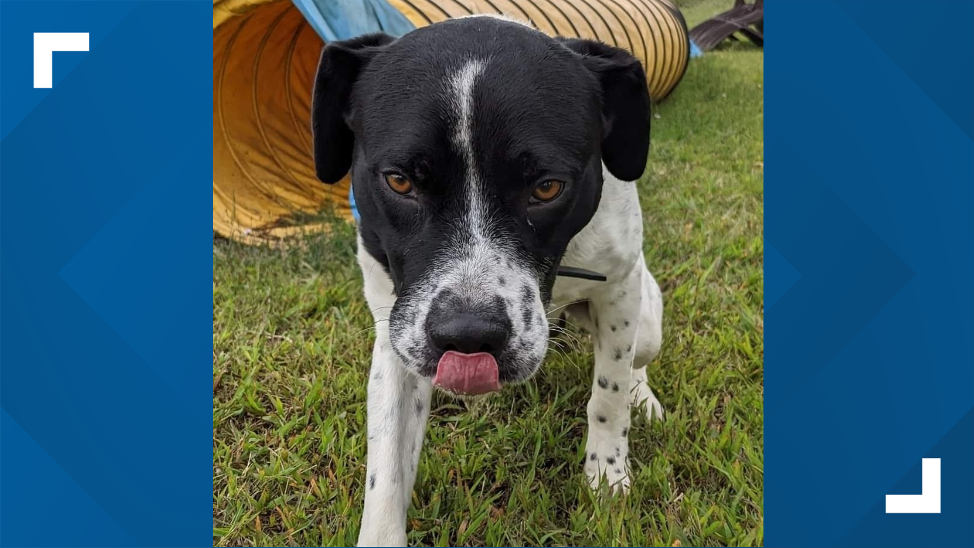 Norfolk SPCA prepares to celebrate 130th anniversary | 13newsnow.com