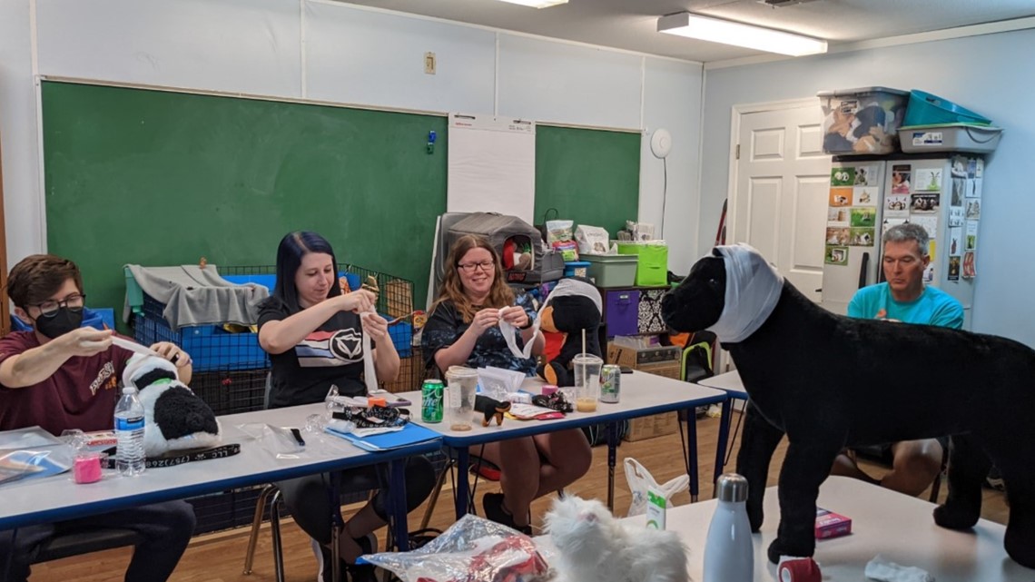 Pet First Aid: Here's how you can help your furry friend in an ...