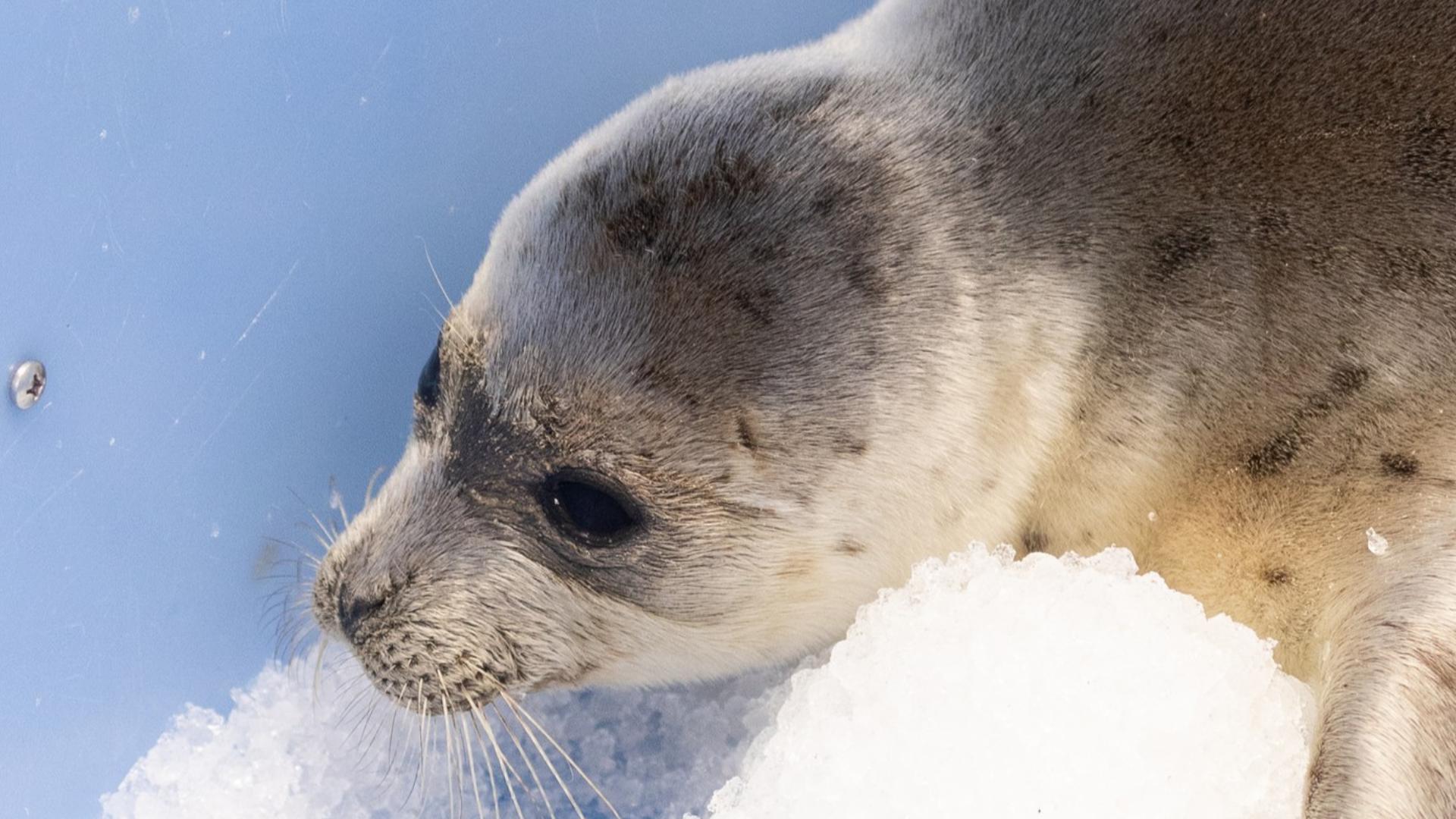 Young harp seal rescued from Virginia Beach, transported for ...
